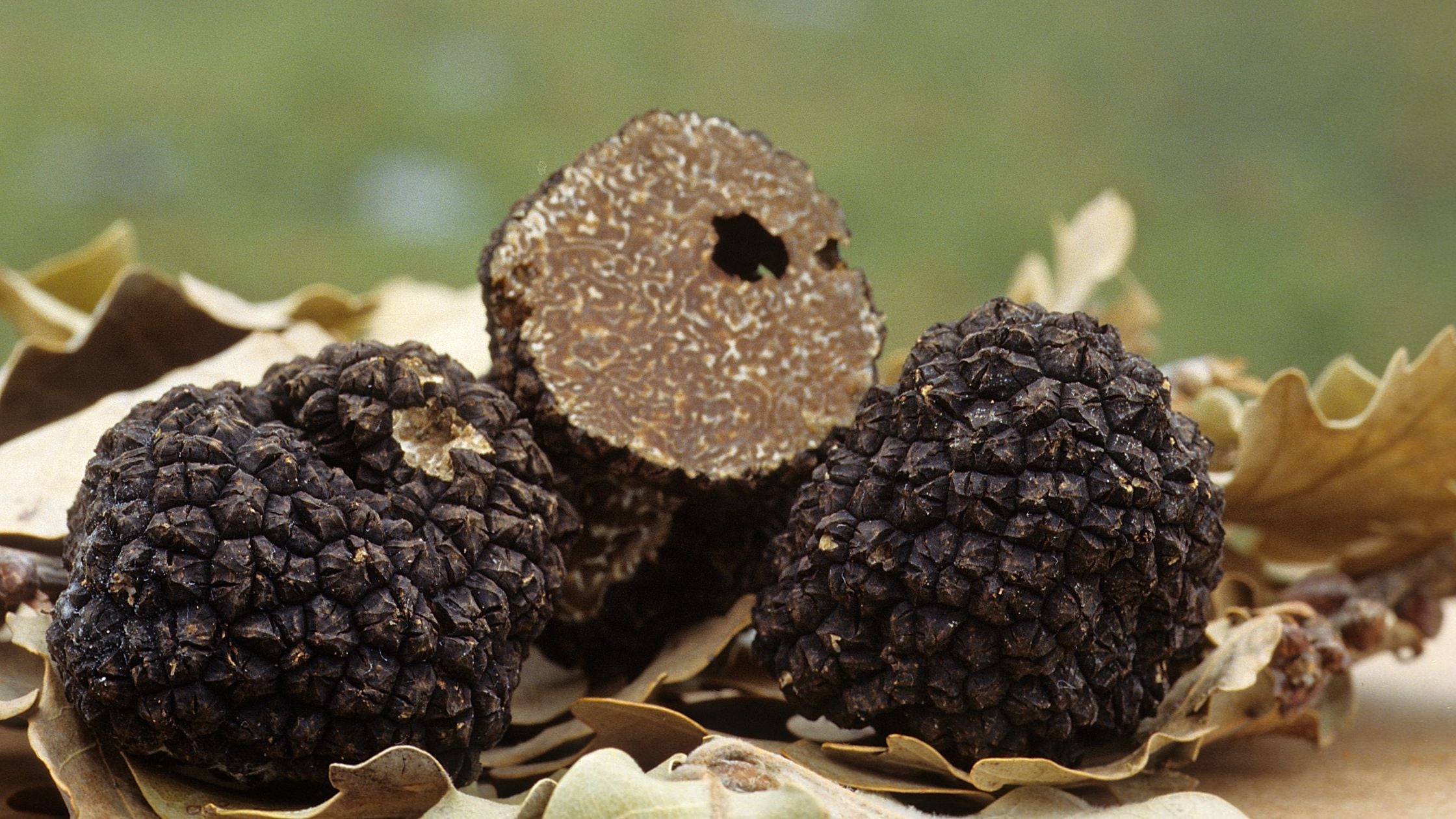 Truffle – Pizzata